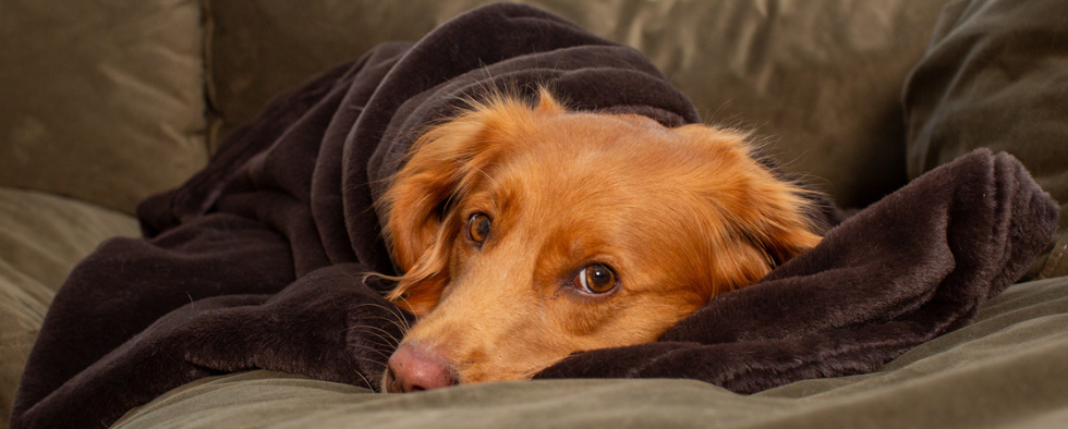 Dog Depression Symptoms: How to Keep Your Dog Happy & Healthy – Lords & Labradors