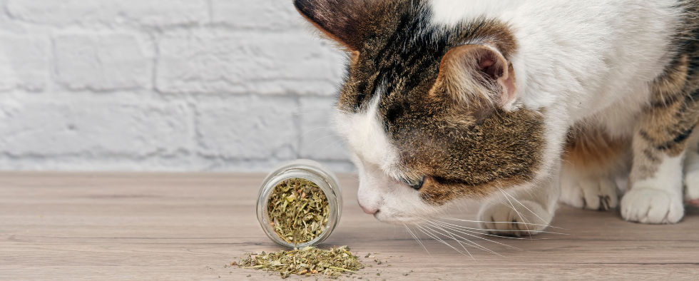 Why Do Cats Like Catnip? – Lords & Labradors