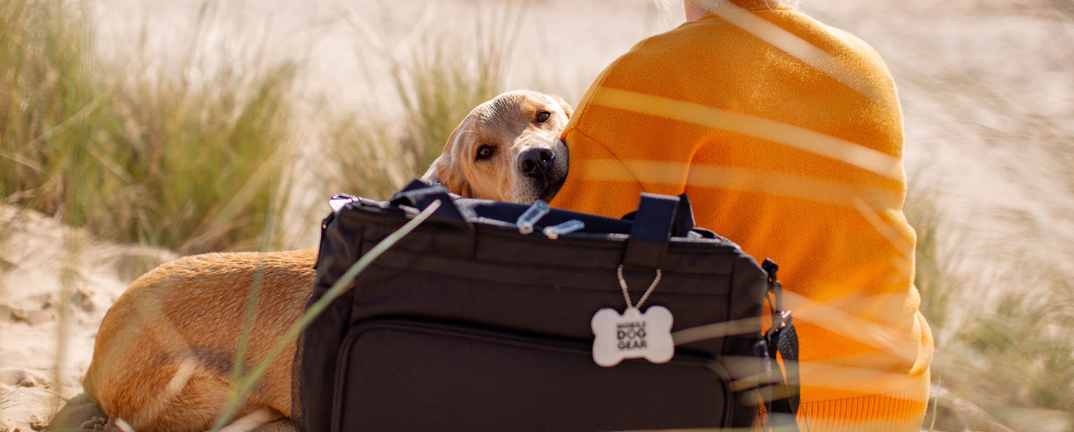 A Guide to Taking a Dog to Europe | L&L Info Hub – Lords & Labradors