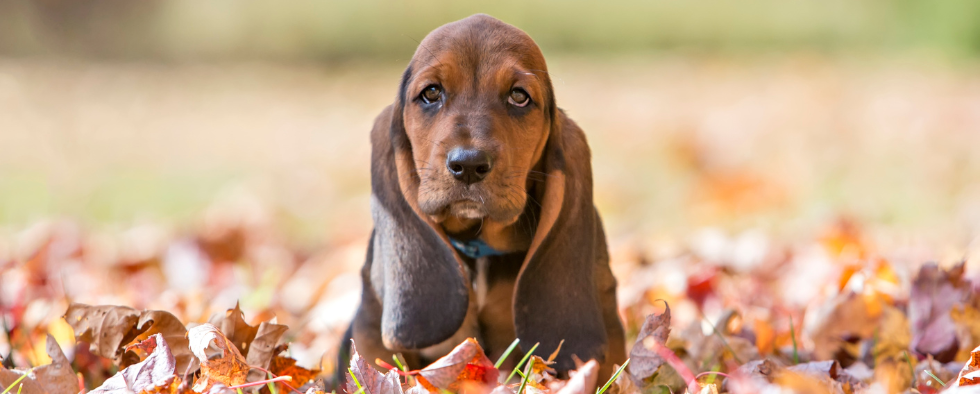 Bassett Hound Ultimate Guide | L&L Info Hub – Lords & Labradors