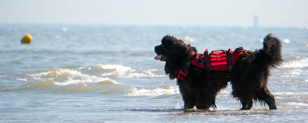 Everything You Need For A Beach Day With Your Dog | L&L Info Hub ...