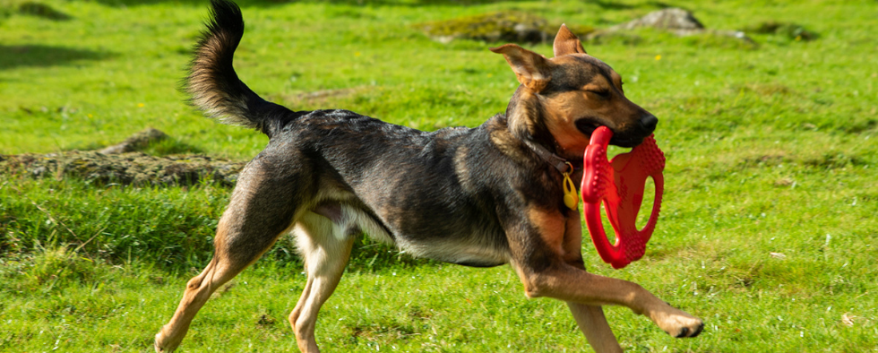 Best Dog Throwing Toys | L&L Info Hub – Lords & Labradors