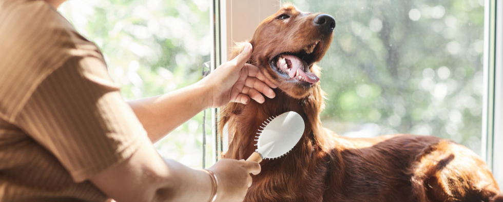Brushing The Dog: How Often Should You Brush Your Dog | L&L Info Hub ...