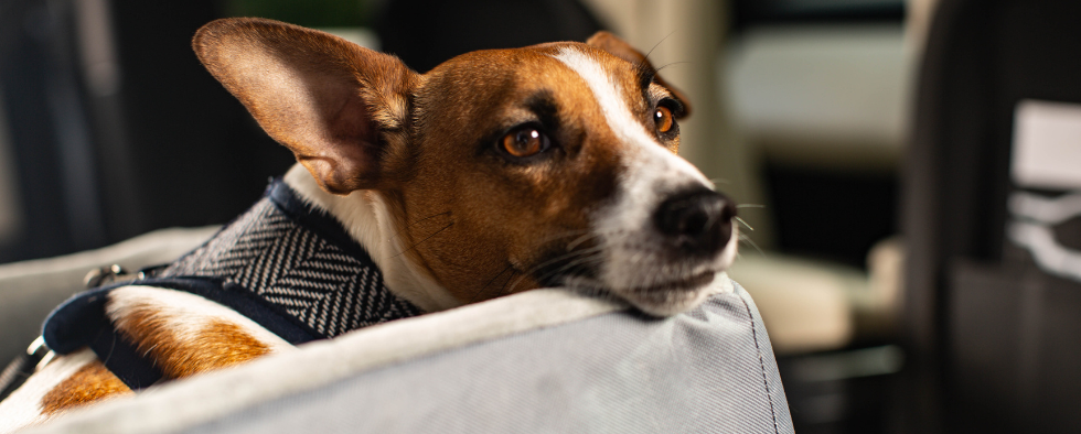 Cockapoo Ultimate Guide | L&L Info Hub – Lords & Labradors