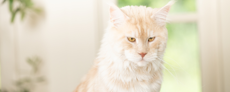 Cat Breeds and Their Characteristics | L&L Info Hub – Lords & Labradors