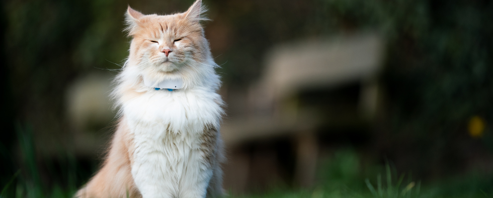 What to Do When Your Cat Is Stung by a Bee or Wasp | L&L Info Hub ...