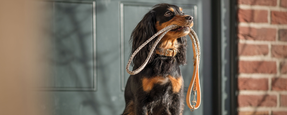 Dog Lead Guide | L&L Info Hub – Lords & Labradors