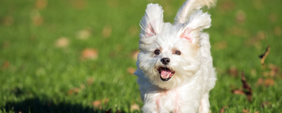 Understanding Hypoallergenic Dog Breeds | L&L Info Hub – Lords & Labradors