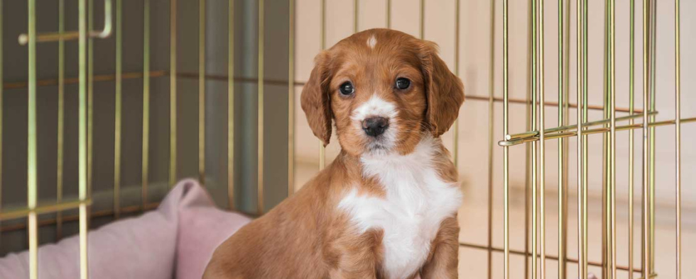 Turning a crate into a cosy den for your dog | L&L Info Hub – Lords ...