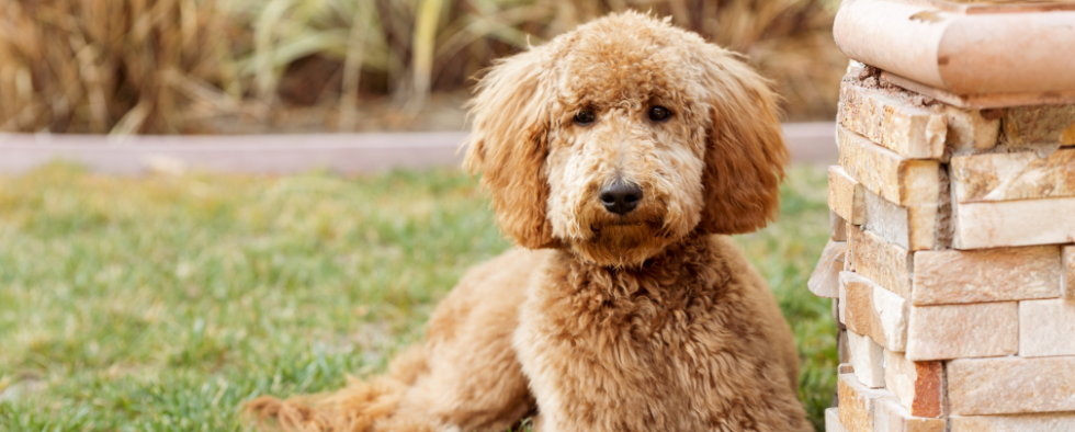 Golden Doodle Ultimate Guide | L&L Info Hub – Lords & Labradors