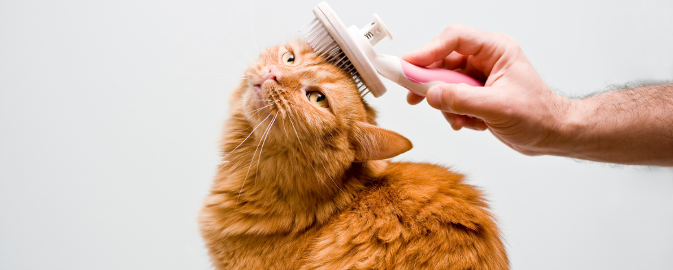 What to Do When Your Cat Is Stung by a Bee or Wasp | L&L Info Hub ...