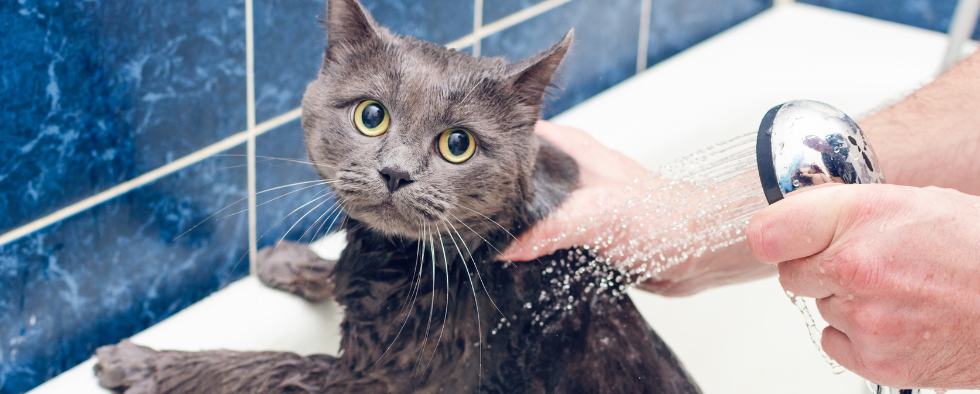 How to Bathe a Cat | L&L Info Hub – Lords & Labradors