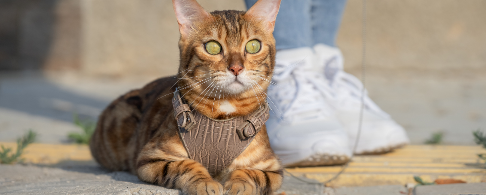 What to Do When Your Cat Is Stung by a Bee or Wasp | L&L Info Hub ...