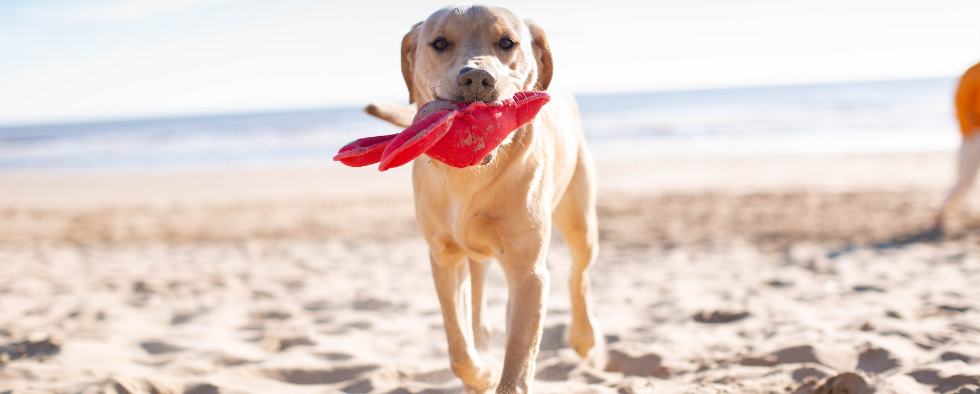 How to Soothe Burned Dog Paws | L&L Info Hub – Lords & Labradors