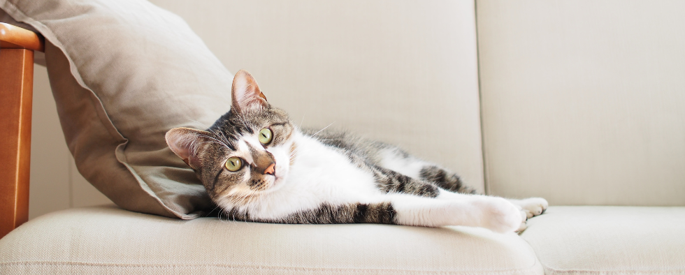 Iconic Cat Films to Watch With Your Feline Friend | L&L Info Hub ...