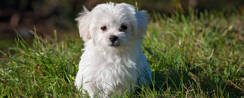 Maltese Ultimate Guide | L&L Info Hub – Lords & Labradors