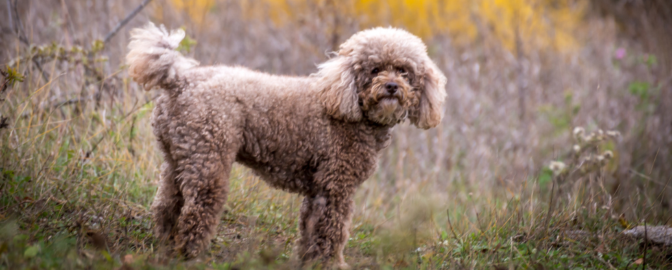 Miniature Poodle Ultimate Guide | L&L Info Hub – Lords & Labradors
