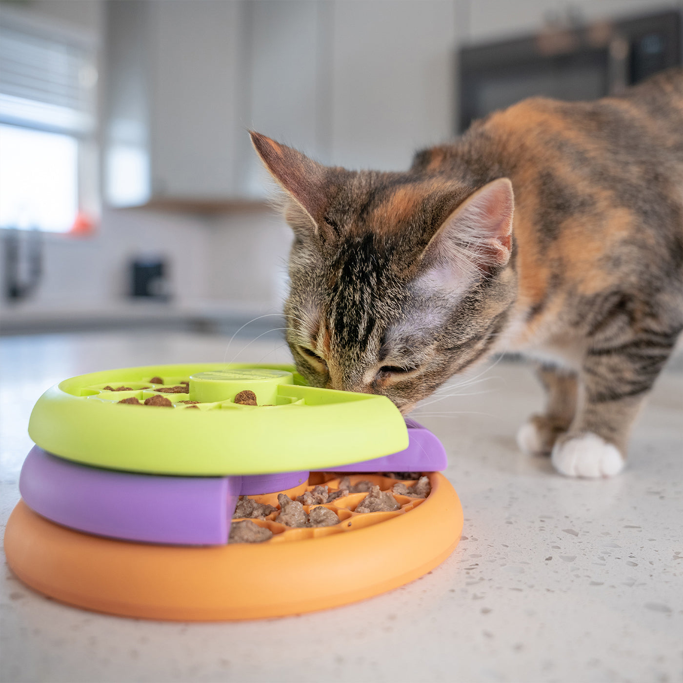 How to Train a Cat to Use a Cat Flap | L&L Info Hub – Lords & Labradors