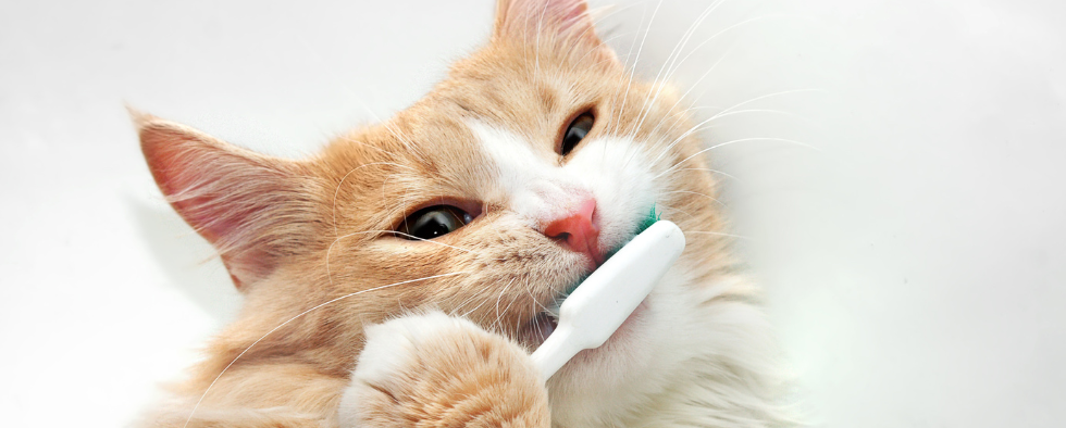 How To Care For Your Cat's Teeth | L&L Info Hub – Lords & Labradors