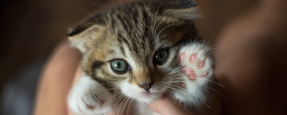 Different Growth Stages of Cats | L&L Info Hub – Lords & Labradors