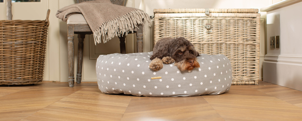 Everything You Need For Your New Cavapoo Puppy | L&L Info Hub – Lords ...