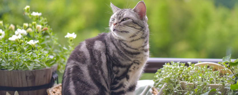 How Much Should My Kitten Weigh? | L&L Info Hub – Lords & Labradors