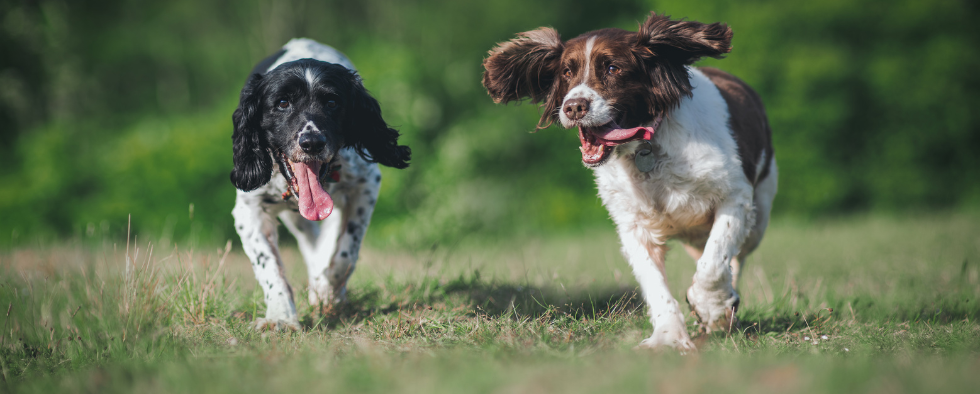 Springer Spaniel Ultimate Guide | L&L Info Hub – Lords & Labradors