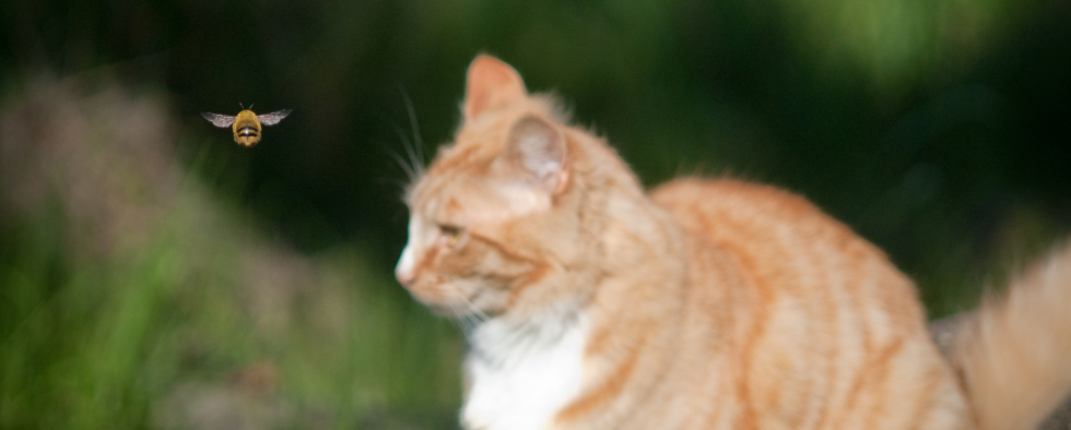 What to Do When Your Cat Is Stung by a Bee or Wasp | L&L Info Hub ...
