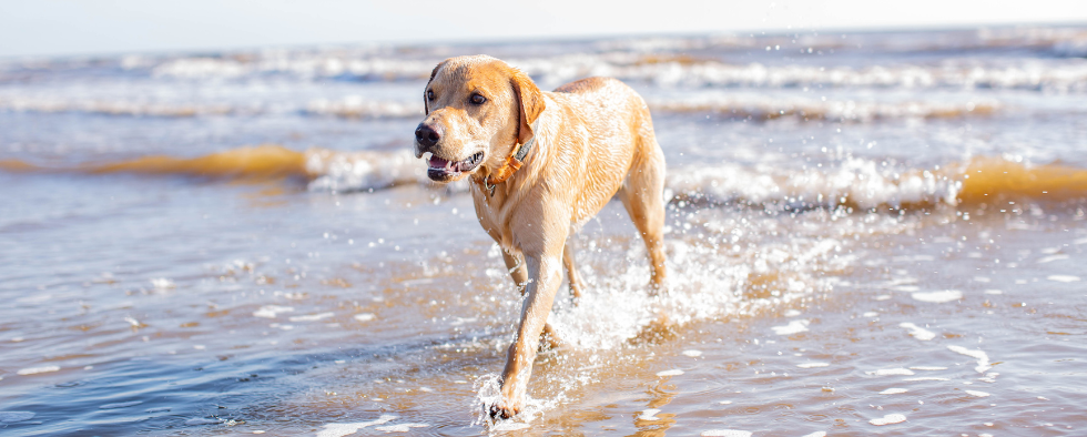 Why You Should Keep Toxic Blue-Green Algae Away From Your Dog | L&L ...