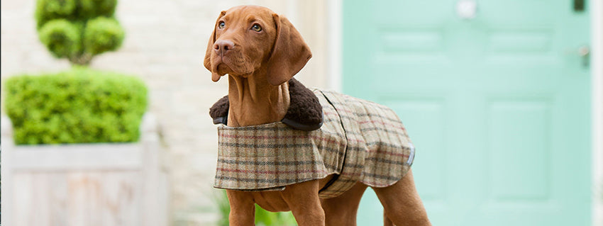 Our Favourite Winter Accessories for Pets | L&L Info Hub – Lords ...