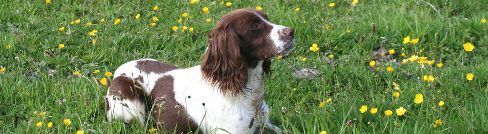 Springer Spaniel Ultimate Guide | L&L Info Hub – Lords & Labradors