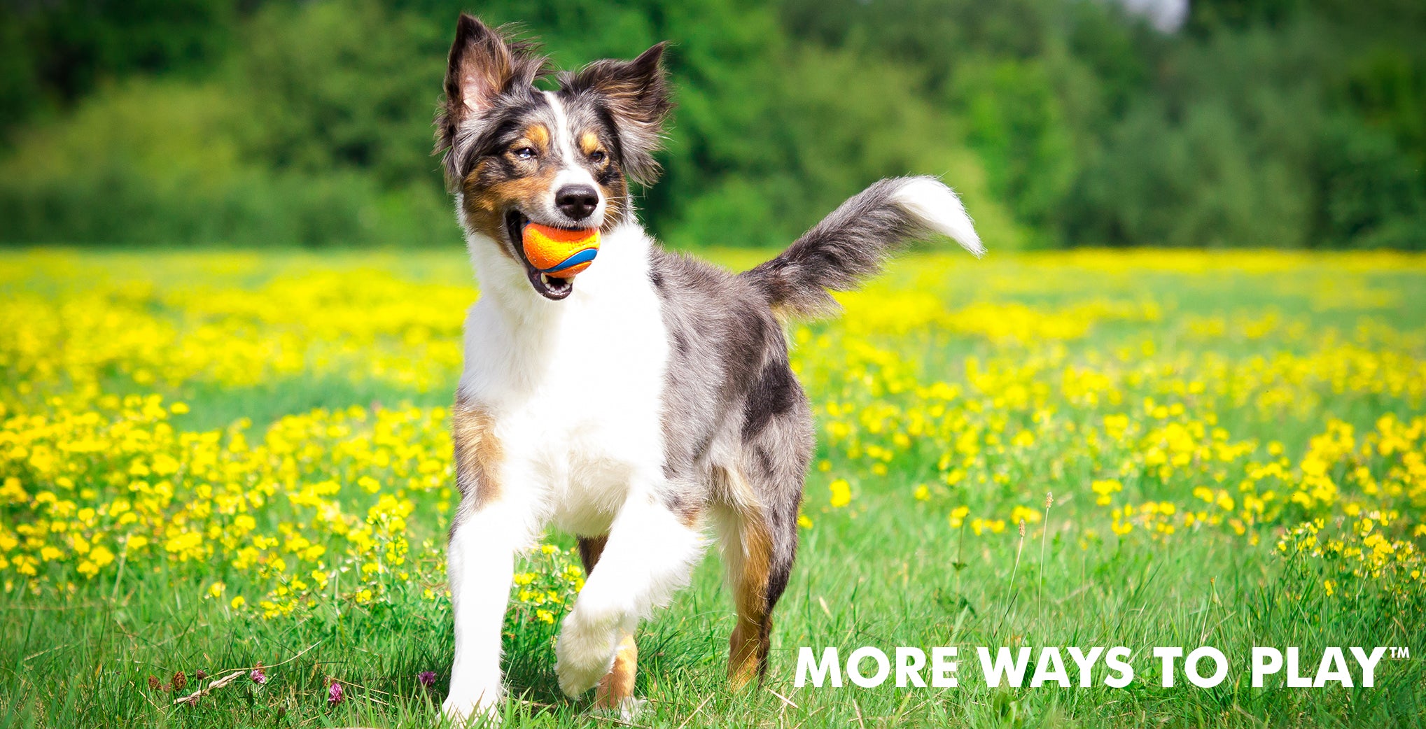Chuckit Dog Toys | Chuckit Ball & Rope Dog Toys UK | Lords & Labradors