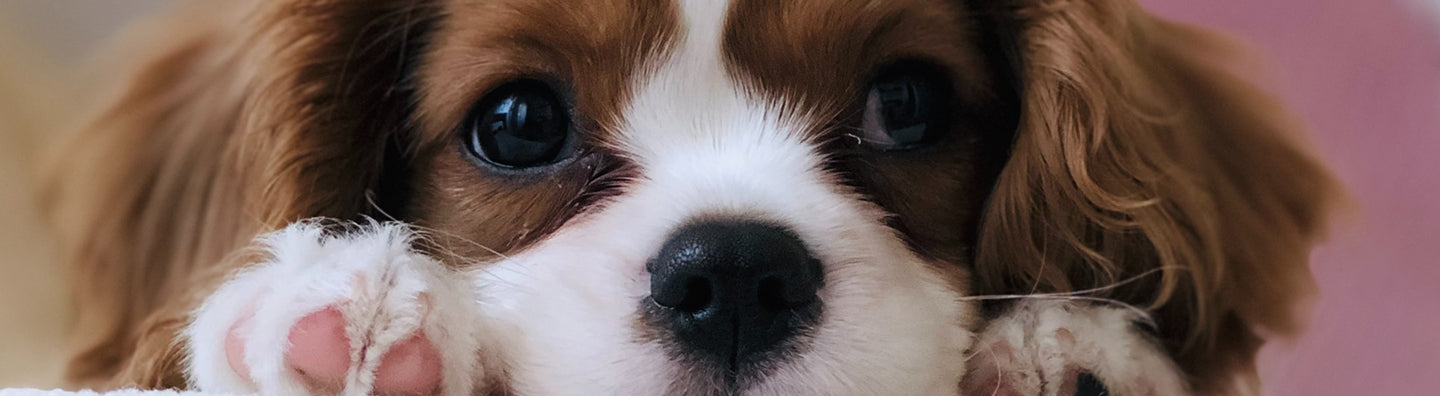 Grooming Brush For Puppy | Hair Brushes & Combs For Puppies | Lords ...