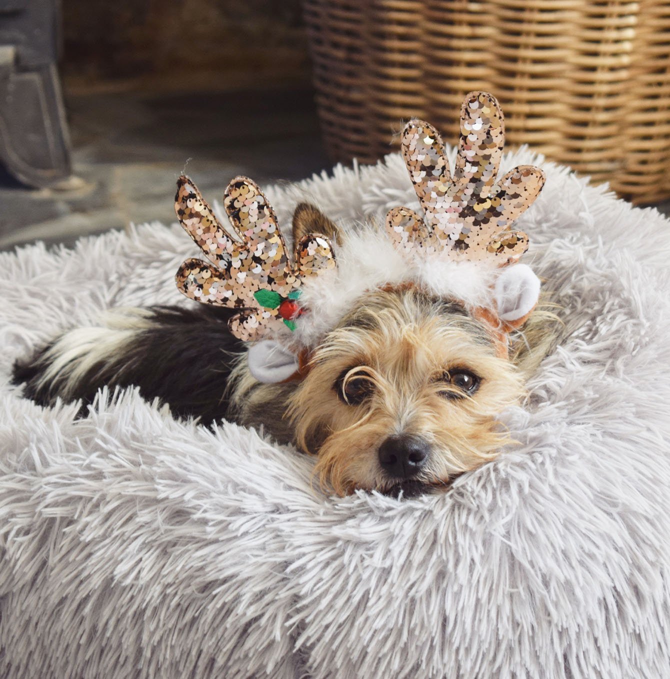 House of Paws Dog Toys & Accessories | Lords & Labradors