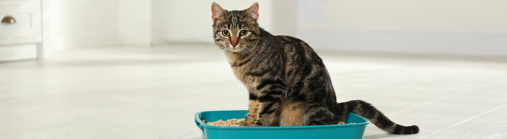 How To Litter Train Your Cat | L&L Info Hub – Lords & Labradors