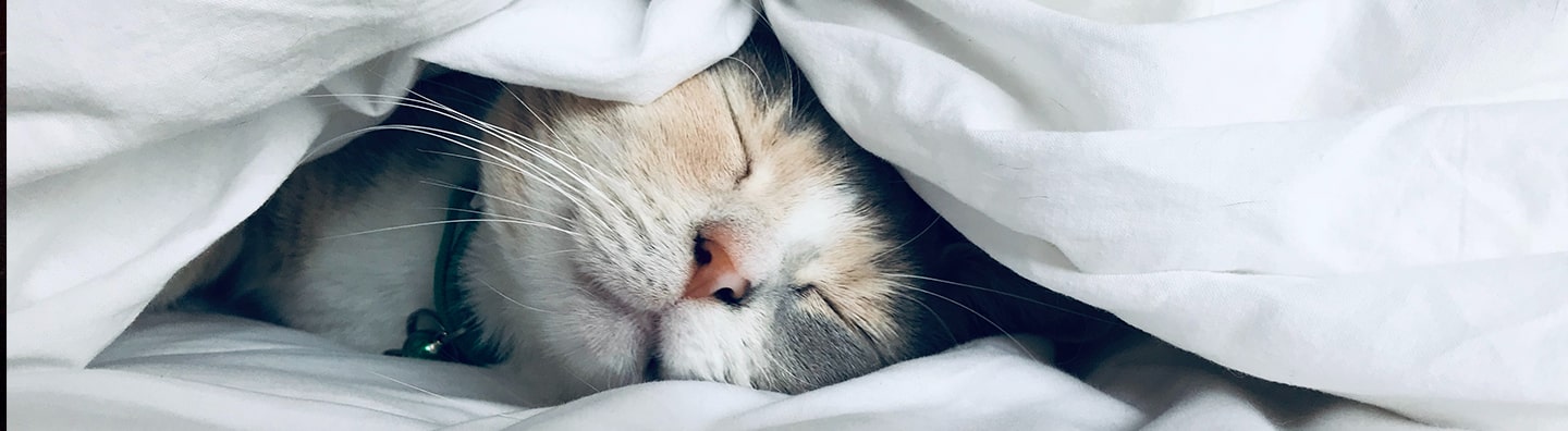 What to Do When Your Cat Is Stung by a Bee or Wasp | L&L Info Hub ...