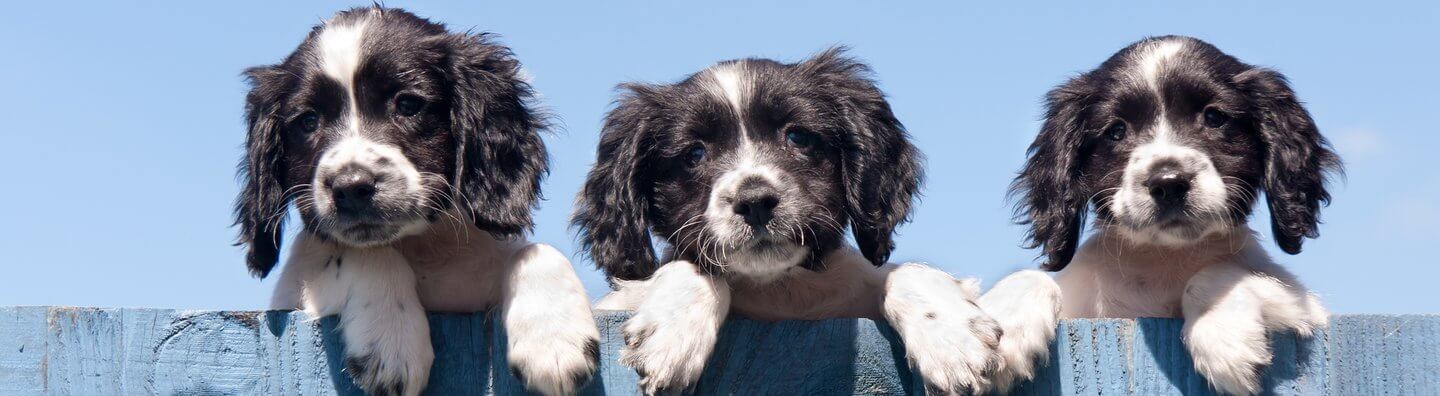 Cocker Spaniel Beds, Collars, and Accessories | Lords & Labradors