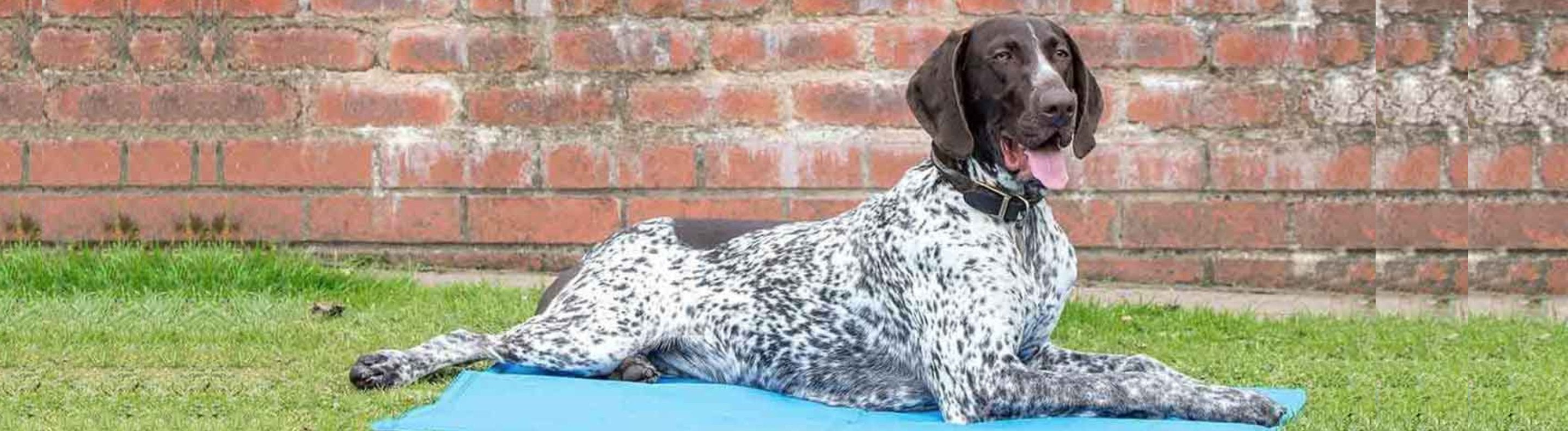 Cooling Pet Products| Summer Pet Products | Lords & Labradors
