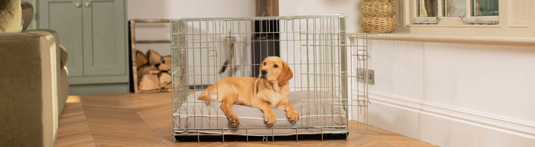 The Complete Dog Crate Guide | L&L Info Hub – Lords & Labradors