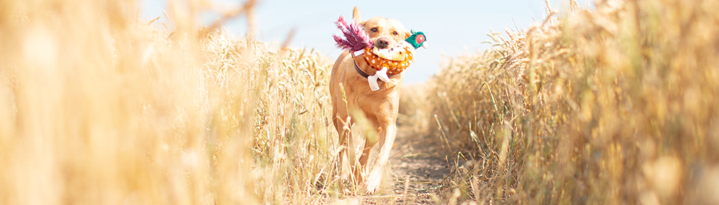 Dog Playing Toys | Strong Dog Toys for Play | Lords & Labradors