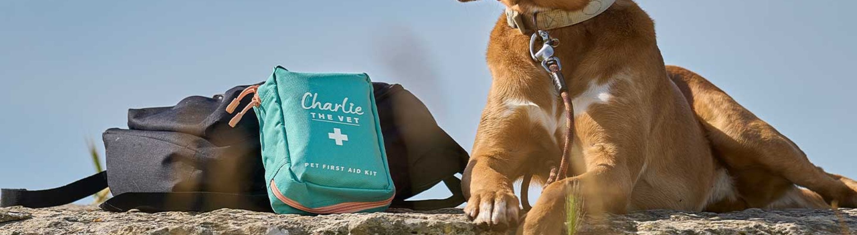 First Aid | Pet First Aid & Health | Lords & Labradors