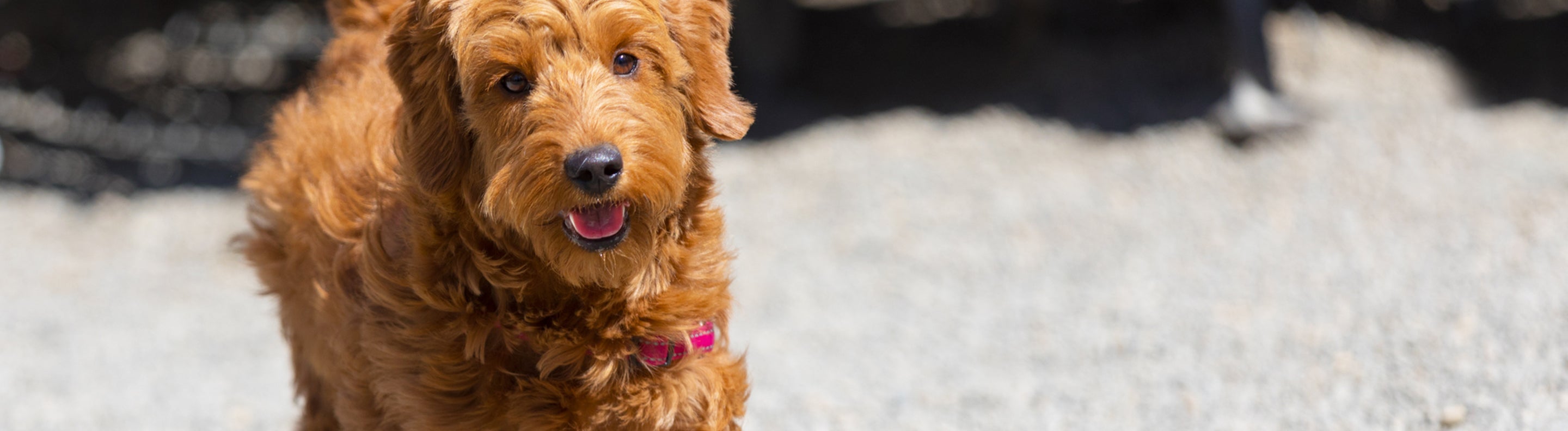 Golden Doodle Ultimate Guide | L&L Info Hub – Lords & Labradors