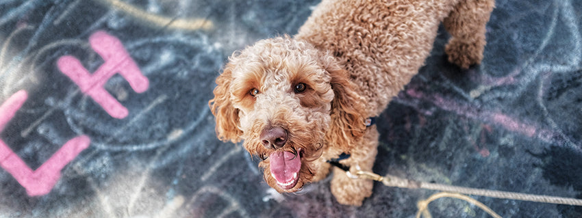 Labradoodle Collars, Dog Beds & Cushions | Lords & Labradors