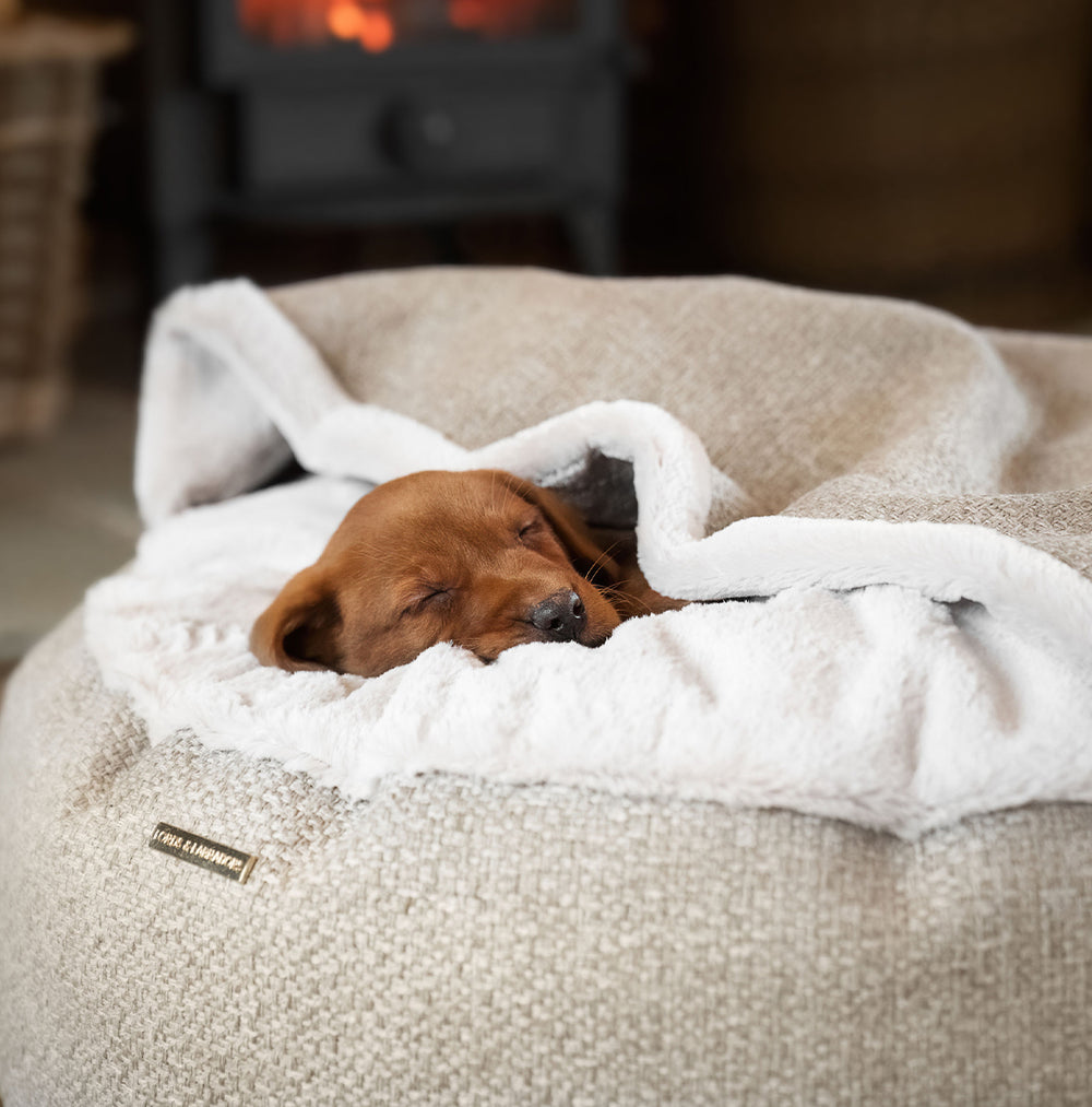 Indestructible Dog Beds | Tough, Chew Resistant Dog Beds | Lords ...