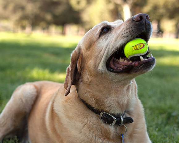 Nerf Dog Toys | Nerf Ball & Chew Dog Toys UK | Lords & Labradors
