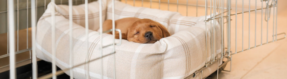 Create Your Ideal Puppy Bedtime Routine | L&L Info Hub – Lords & Labradors