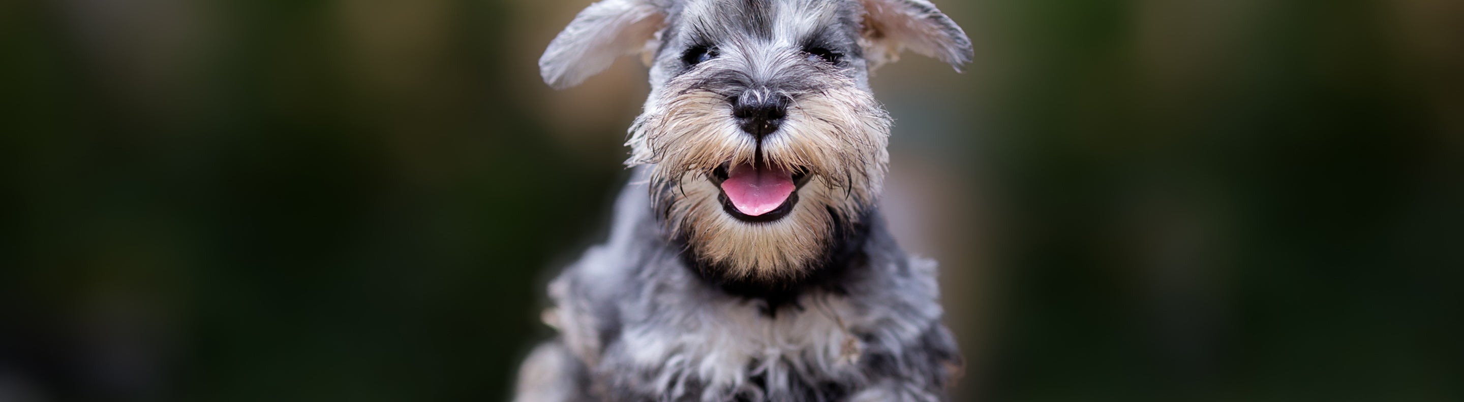 Schnauzer Dog Collars, Beds & Accessories | Lords & Labradors