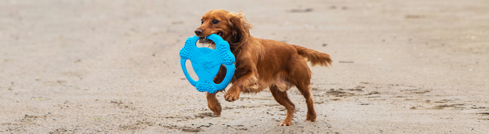 Best Dog Throwing Toys | L&L Info Hub – Lords & Labradors