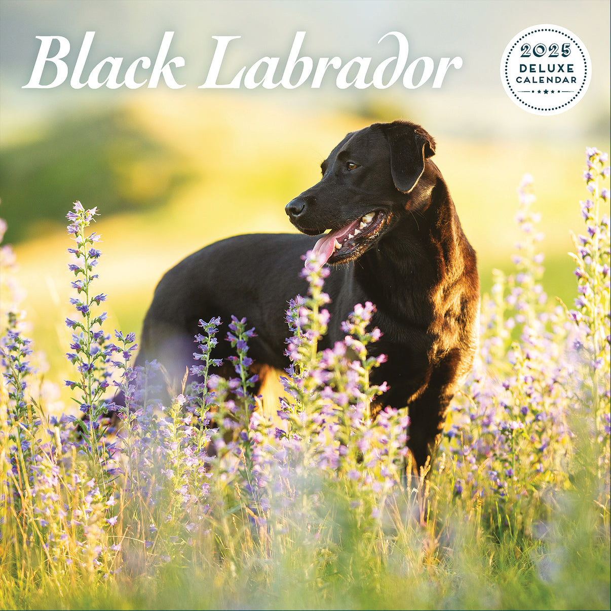 Labrador Black Deluxe Calendar 2025 | Lords & Labradors