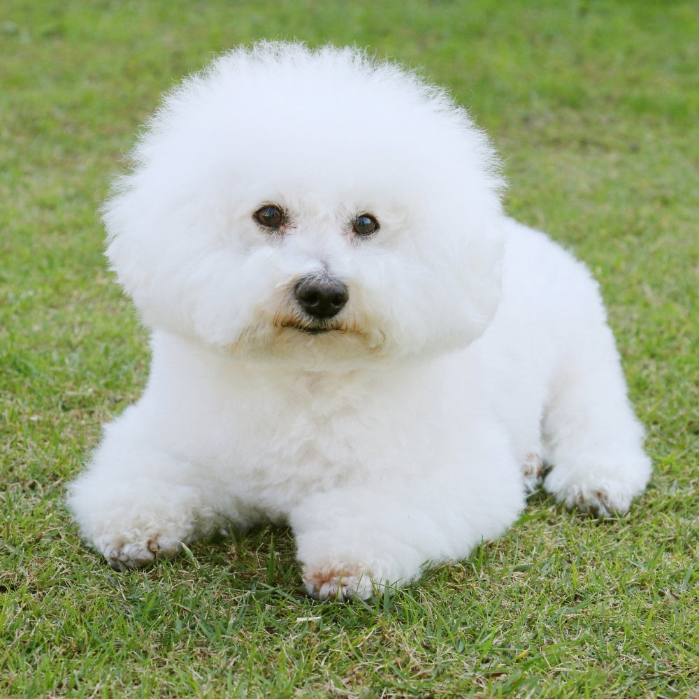 Shop By Breed – Lords & Labradors